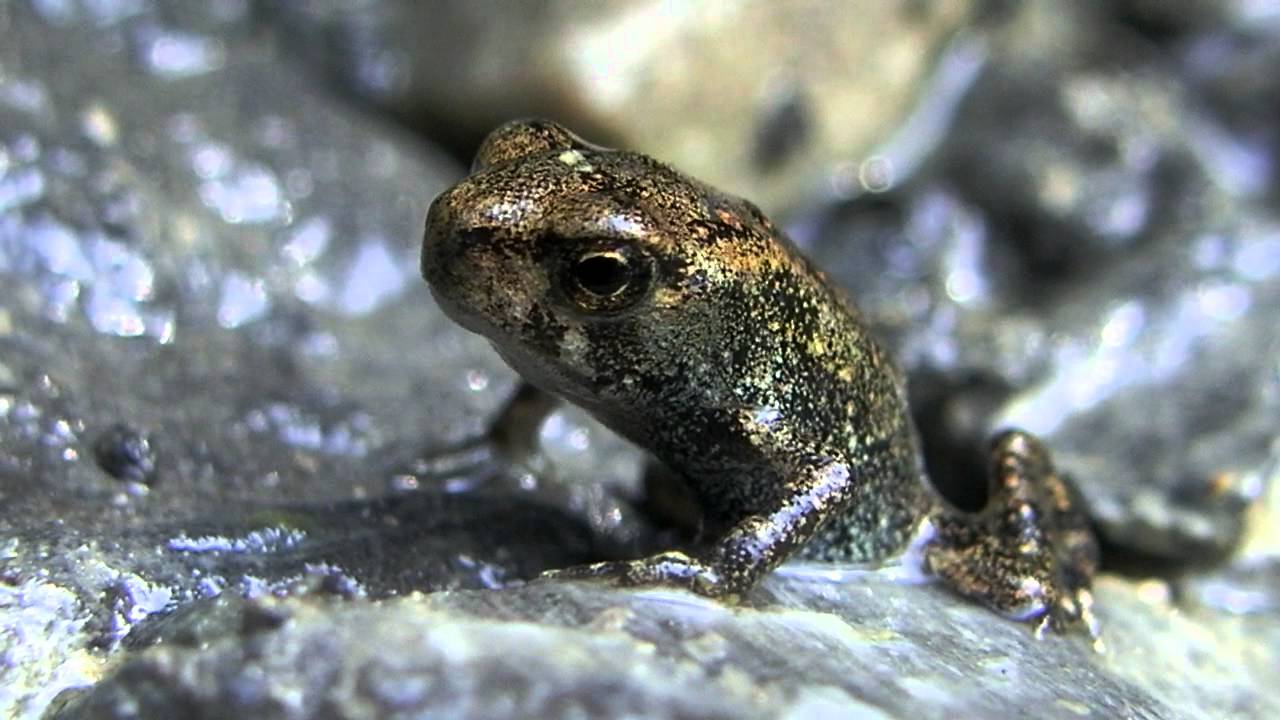 Cute Baby Froglet - YouTube