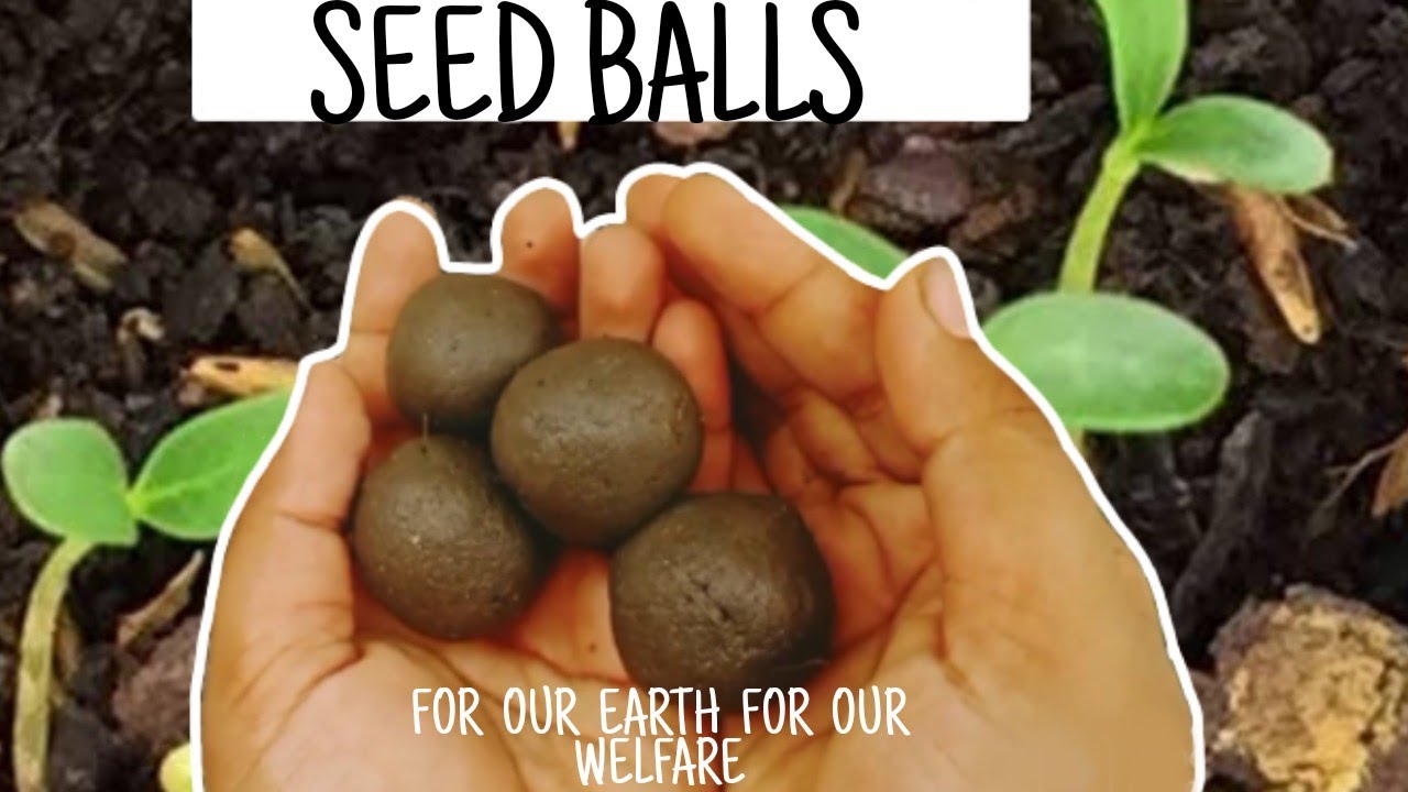 What are seed balls?| how to make seed balls at home| how to make seed ...