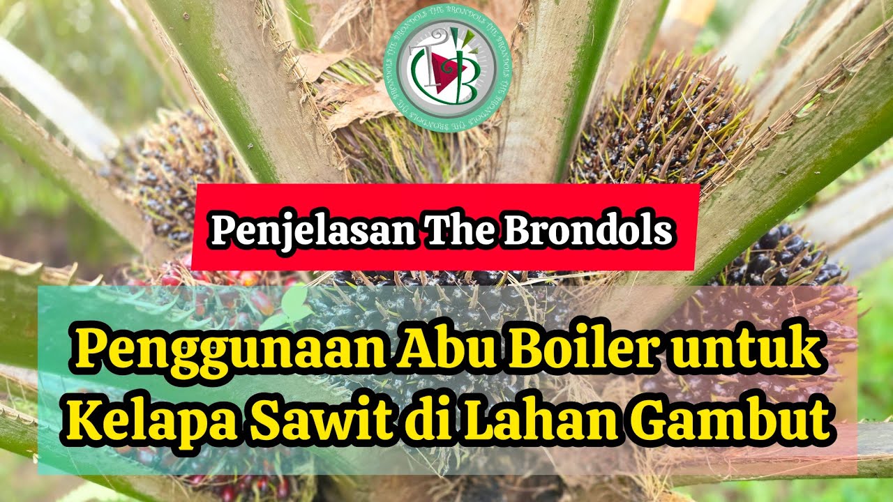 Penjelasan The Brondols: Penggunaan Abu Boiler untuk Kelapa Sawit di ...