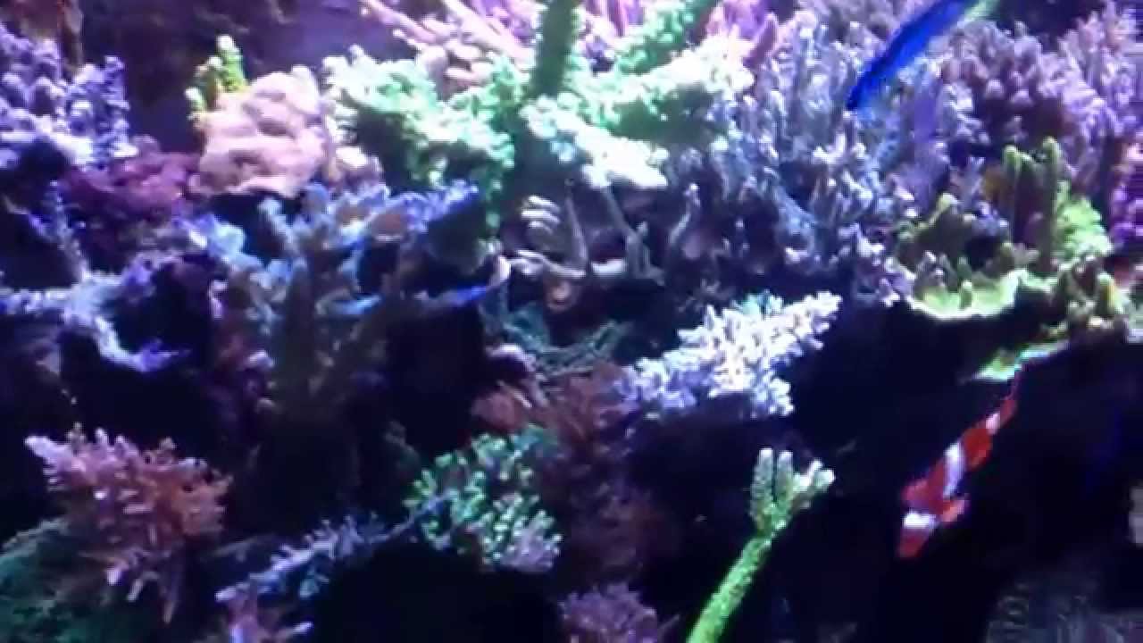 My sps lps saltwater reef tank - YouTube