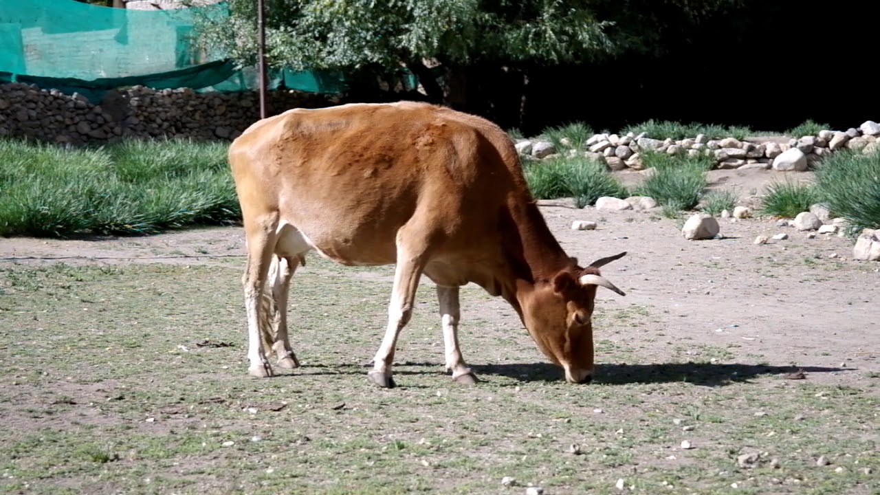 Ladakhi cow - YouTube