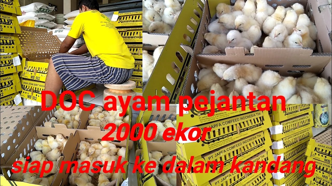 DOC AYAM PEJANTAN 2000 EKOR KONDISI SEHAT#nurcahyono chanel# ...