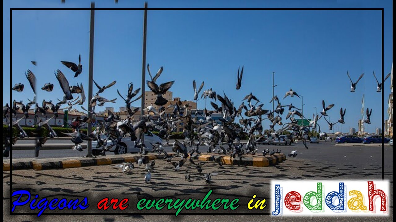 Pigeons are everywhere in Jeddah - YouTube
