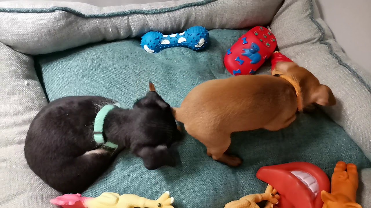 Dogs PUPPIES: Prague Ratter (Pražský Krysařík - Praški podganar ...