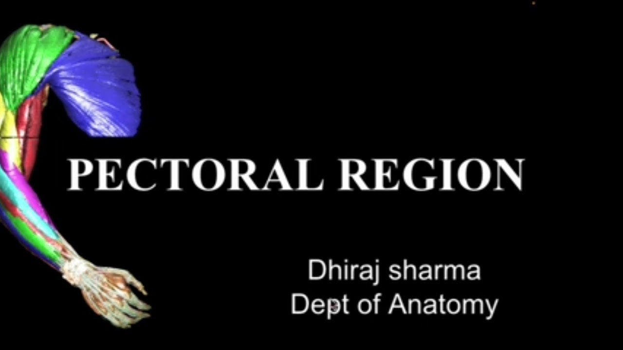 Anatomy of pectoral region muscles with it’s applied anatomy - YouTube