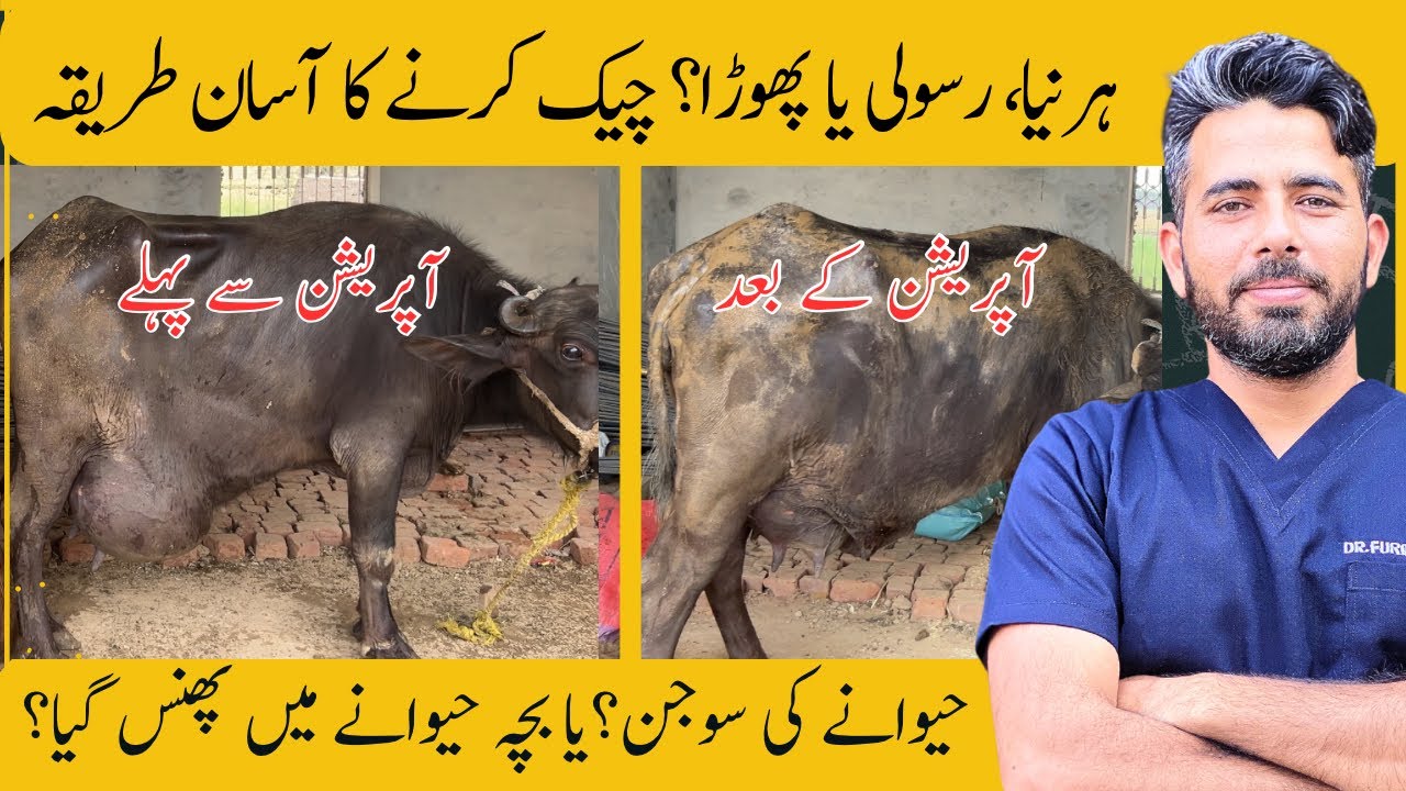 Hernia in cow | abscess in cow | abdominal hernia | Dr Furqan Basheer ...