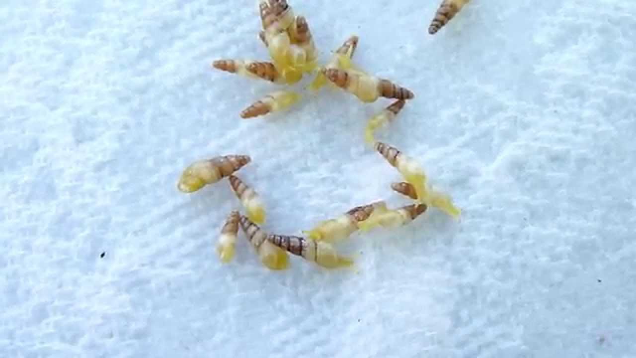 Allopeas gracile (Hutton, 1834) Graceful Awlsnail - YouTube