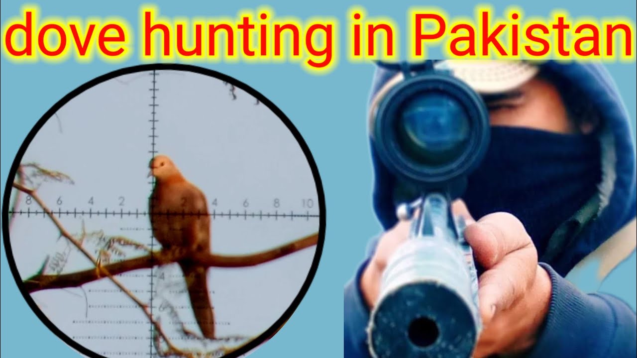 dove hunting video in pakistan🇵🇰 with Artemis p15 scope T- eagle 6-24× ...