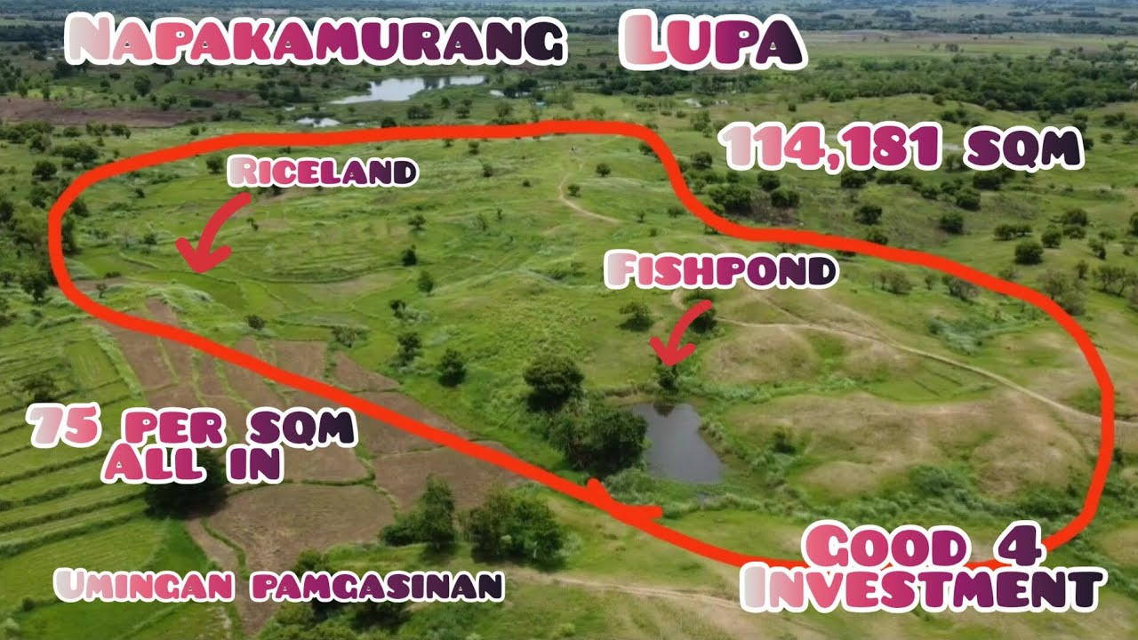 lot#143 murang lupa sa bayan ng umingan 114,181 sqm 75/ sqm all in gamg ...
