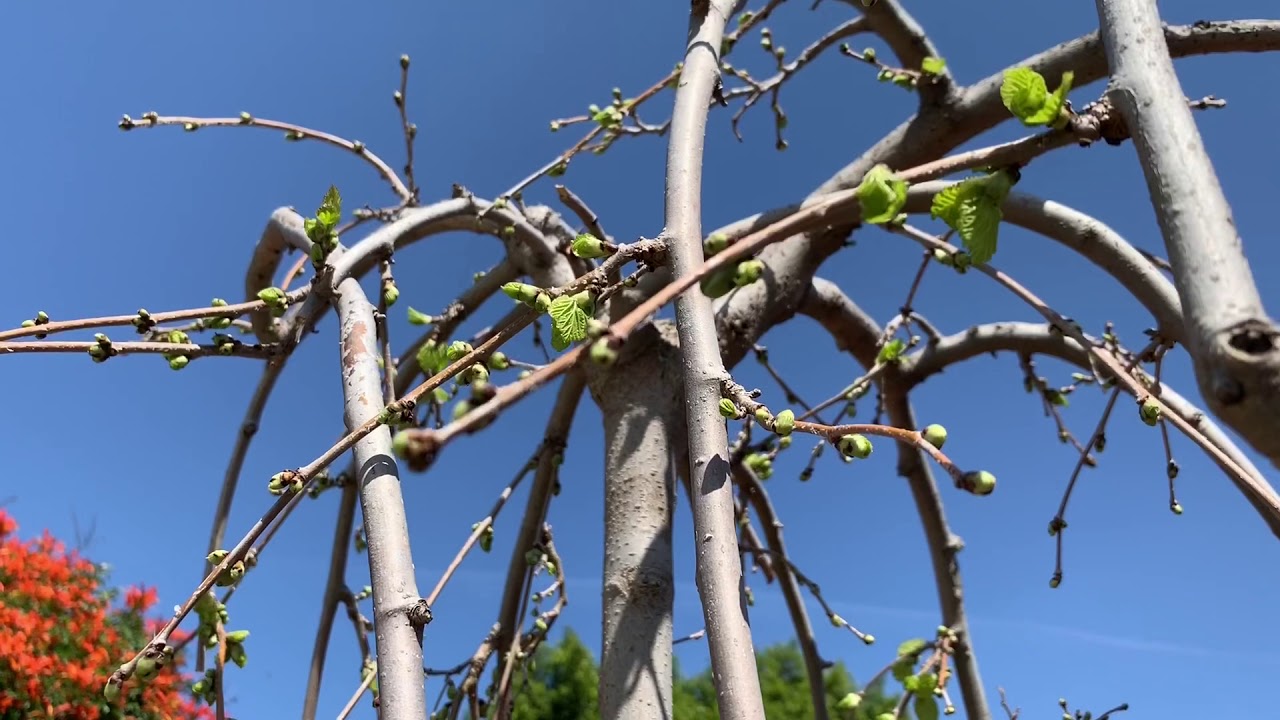 Weeping mulberry tree breaking dormancy + developing fruit - YouTube