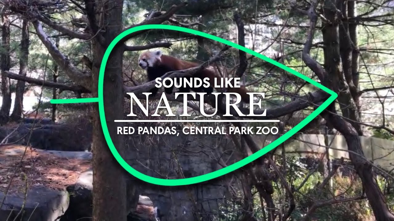 Red Pandas, Central Park Zoo, New York City - Nature Videos - Sounds ...