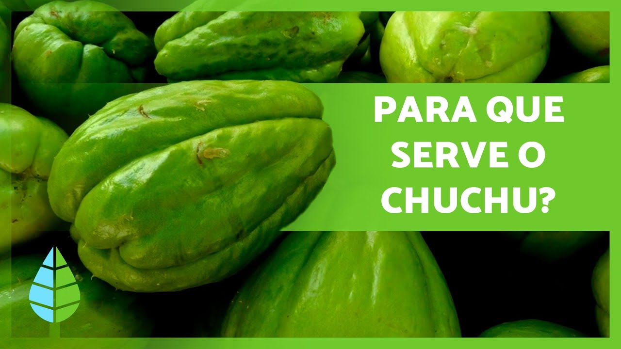 BENEFÍCIOS DO CHUCHU 🍐 Propriedades, Modo de Preparo e Contraindicações ...