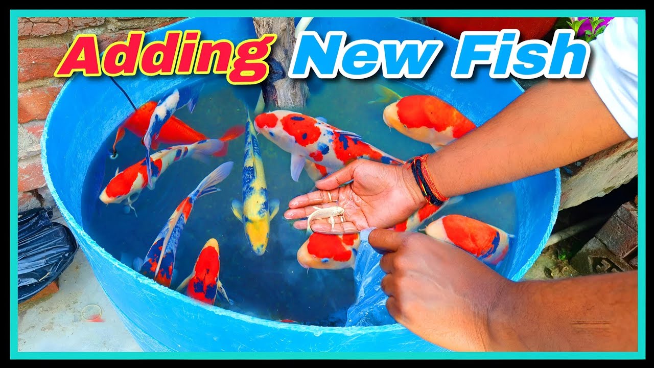 Adding New Fish in Desi DIY Koi Fish Pond 🥰 | Goldfish Tank | Monster ...