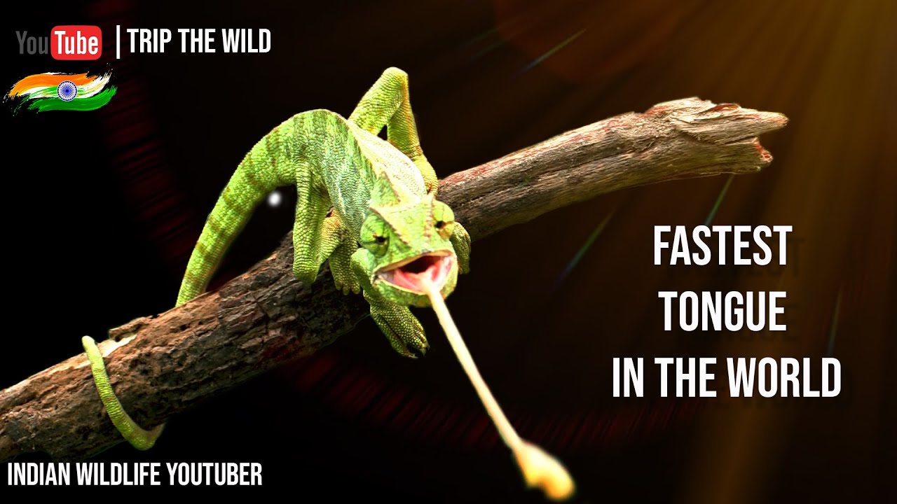 How Chameleons Eat, In Slow Motion || Rescued an Indian Chameleon from ...