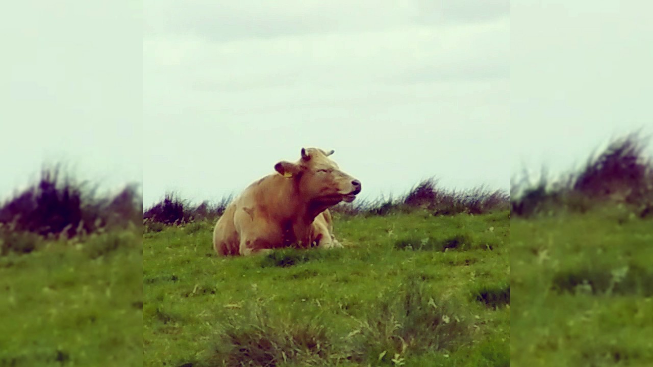 1 HOUR Cow Chillin' - YouTube