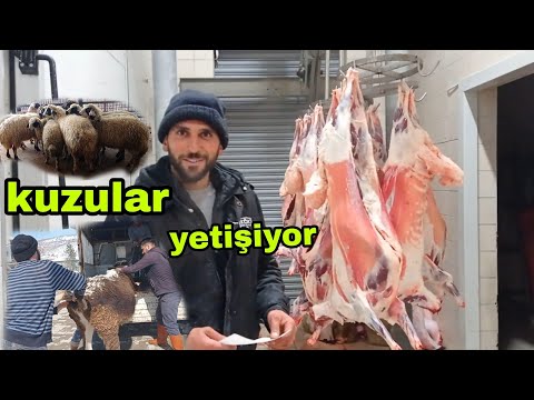 ABİMİN KASAPLIK KUZULARINI BOZKIR MEZBAHASIN DA KESTİR Dik