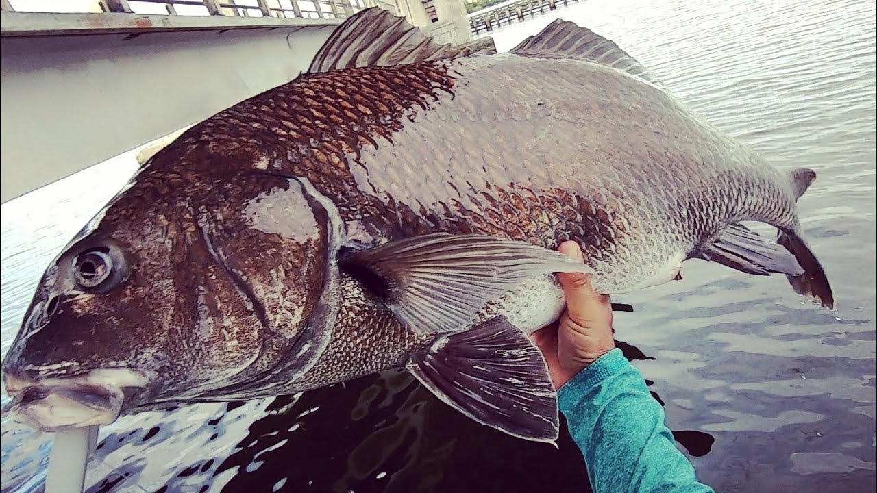 The Best Black Drum And Snapper Spot In Florida😎 Did I Catch Them Again ...