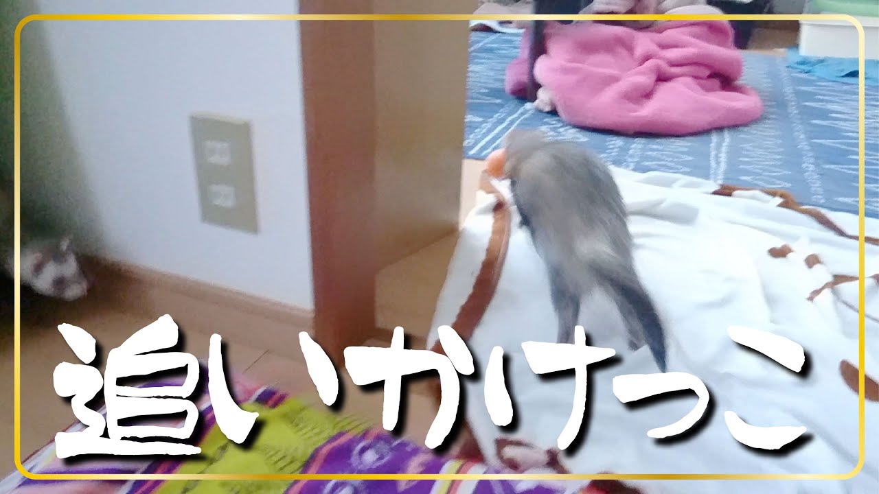 フェレットの追いかけっこ ferret!!! Ferrets chase ferrets - YouTube
