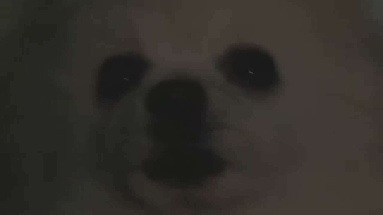 Doge Song 2 - YouTube