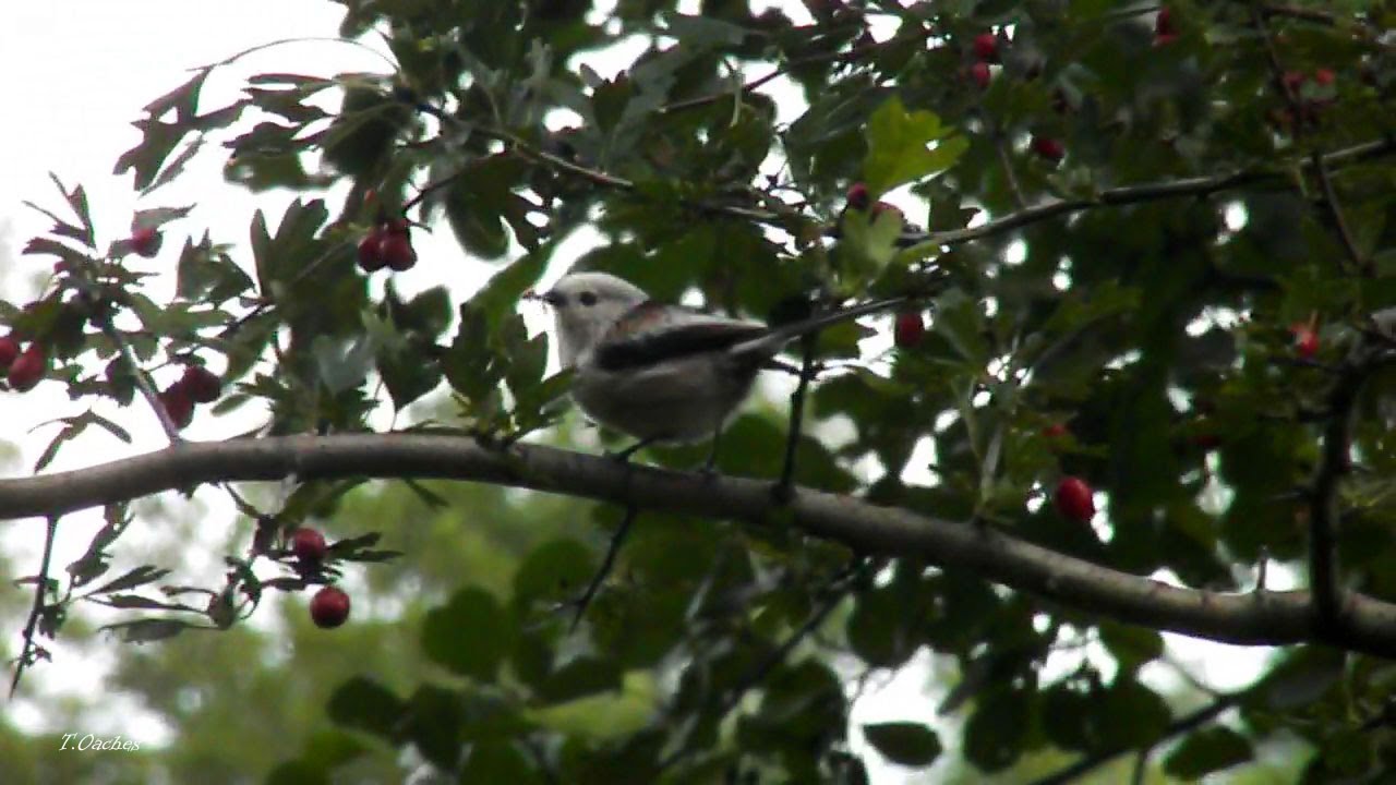 Pitigoi codat - YouTube