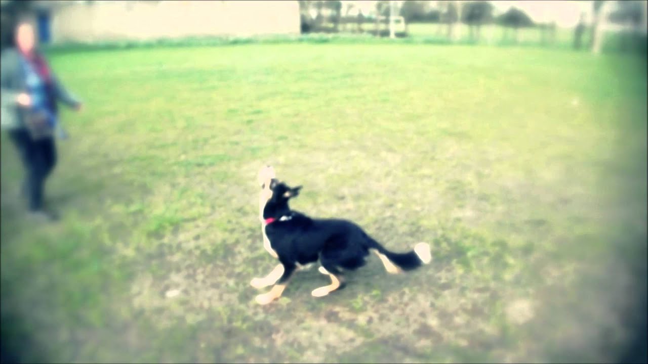 Dog jumping and catching a ball slow motion (HD)! - YouTube