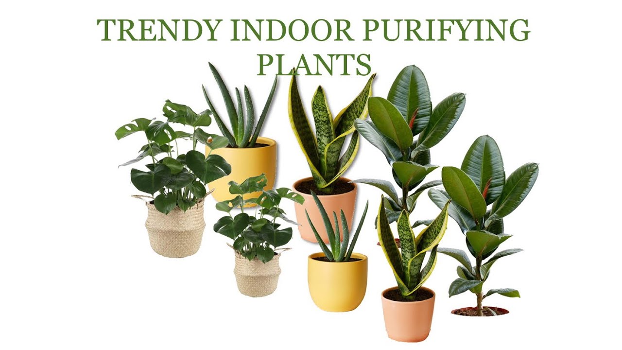 TRENDY/RELAX/PURIFYING INDOOR PLANTS - YouTube