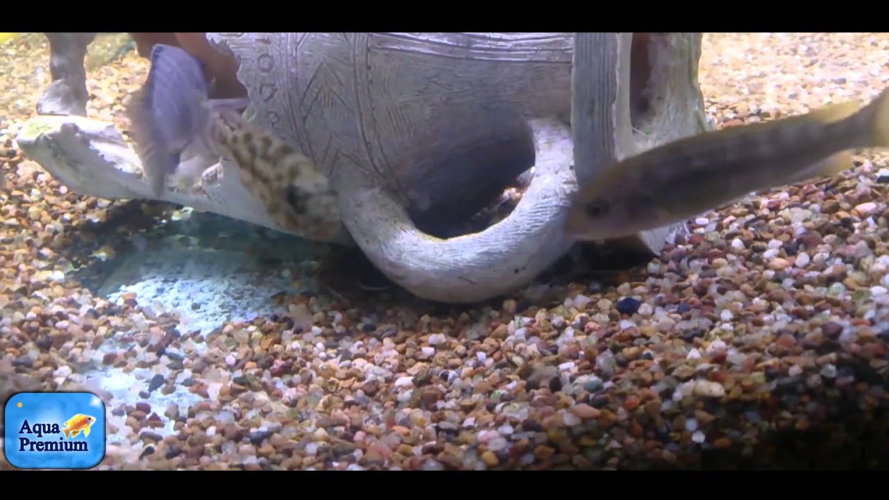 The perfect scavenger for any tropical aquarium - YouTube