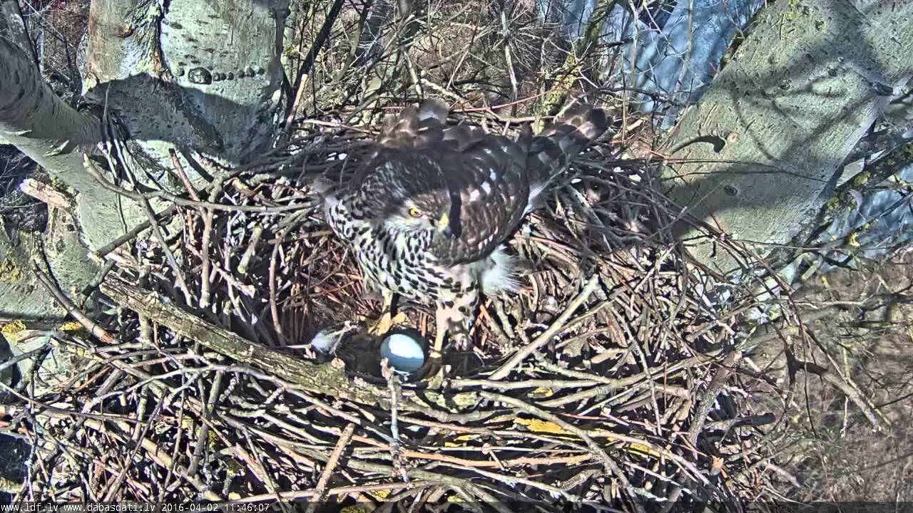 02/04/2016 11:41 Male Goshawk protecting egg - YouTube