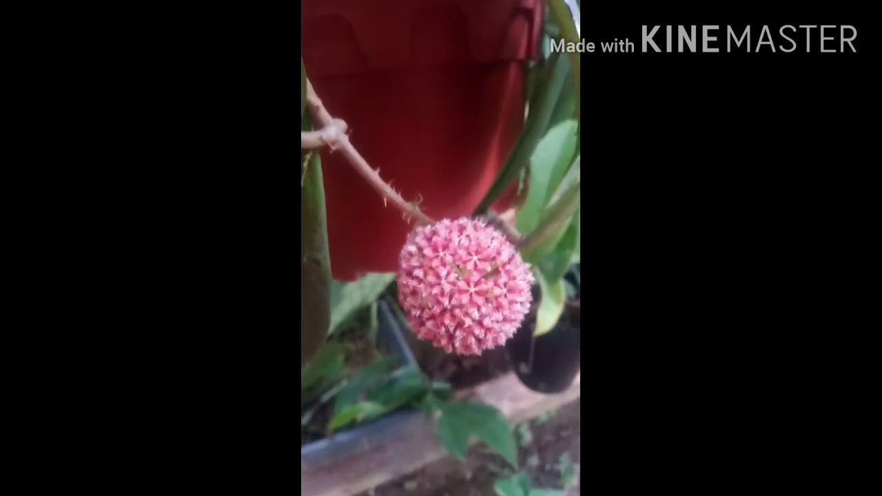 Hoya mindorensis pg12 - YouTube