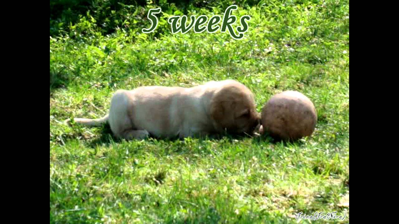 Labrador puppies - YouTube