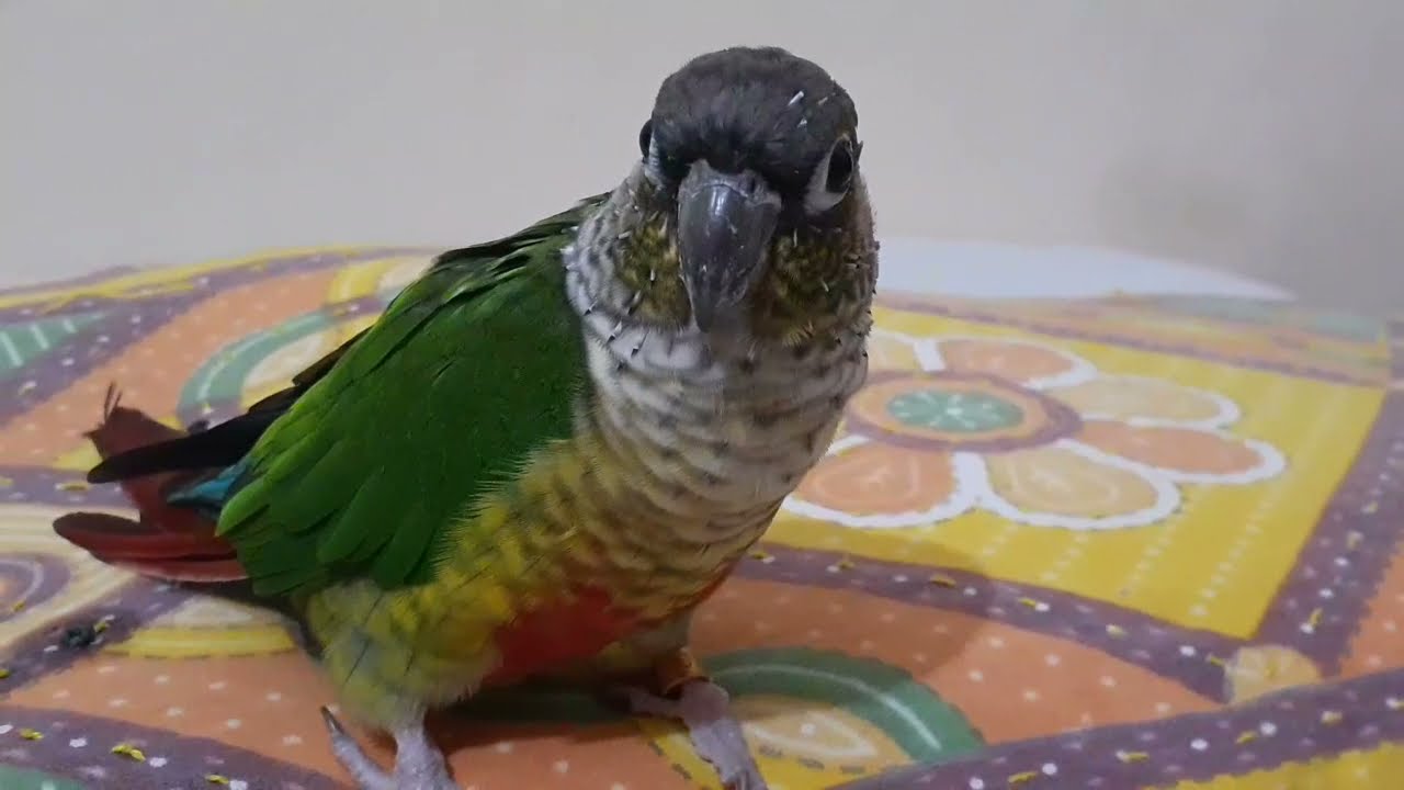 Yellow Sided Green Cheek Conure