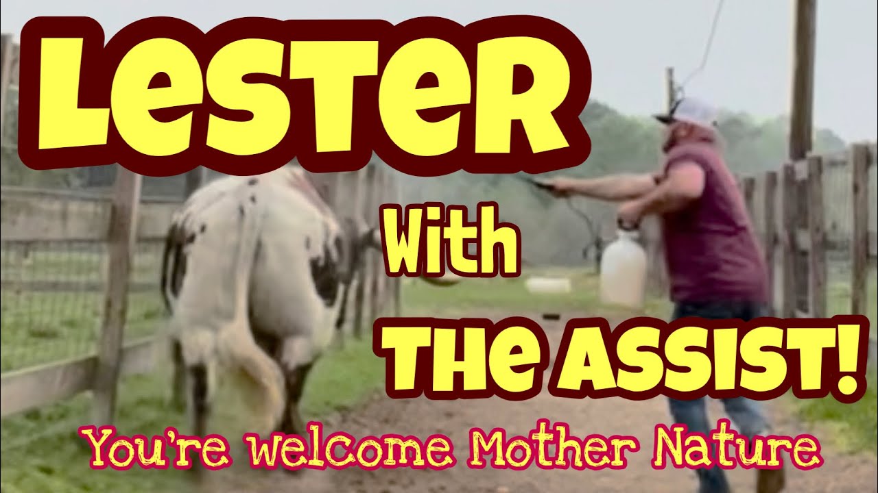 Gnat Attack! - YouTube