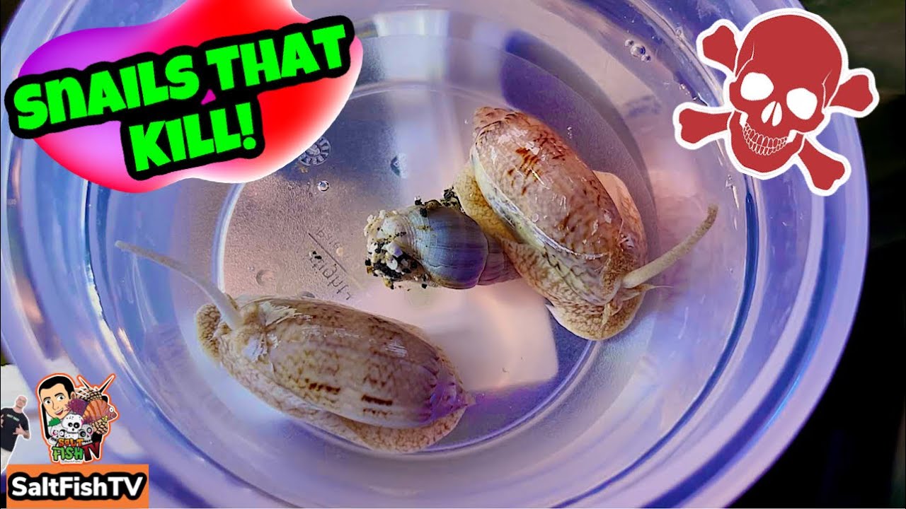 KILLER SNAILS - The Olive Snail - YouTube