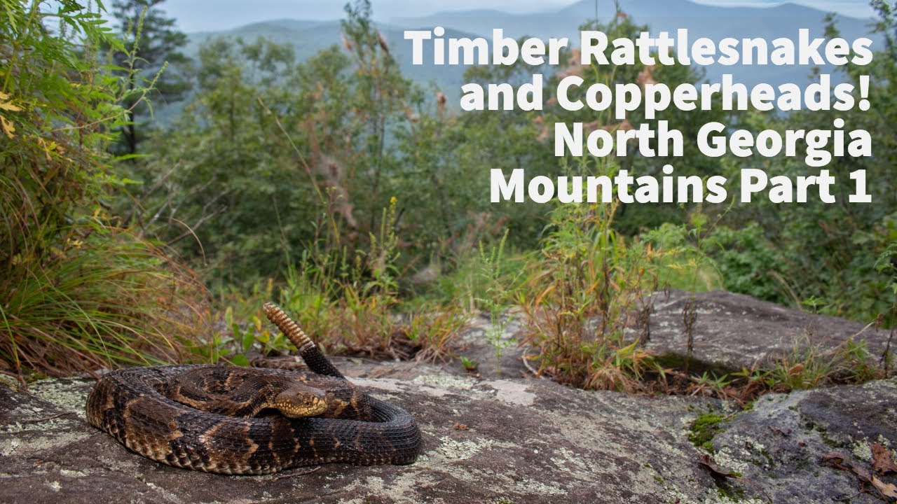 Timber Rattlesnakes and Copperheads! North Georgia Mountains Part 1 ...