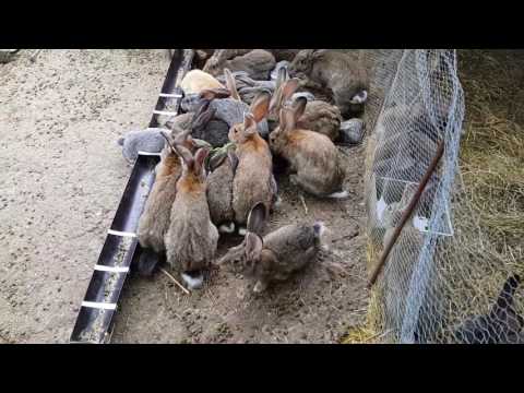 Velikan tavsan cifliyim.