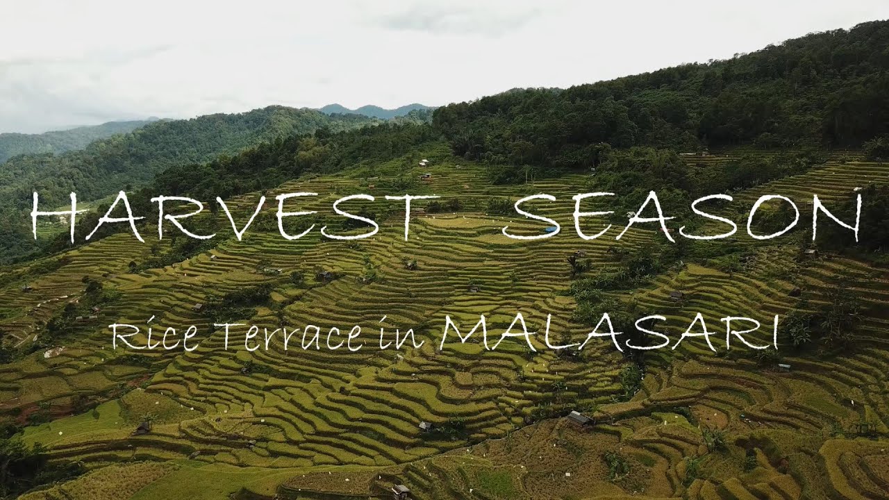 Desa Wisata Malasari - Harvest Season in Rice Terrace - YouTube