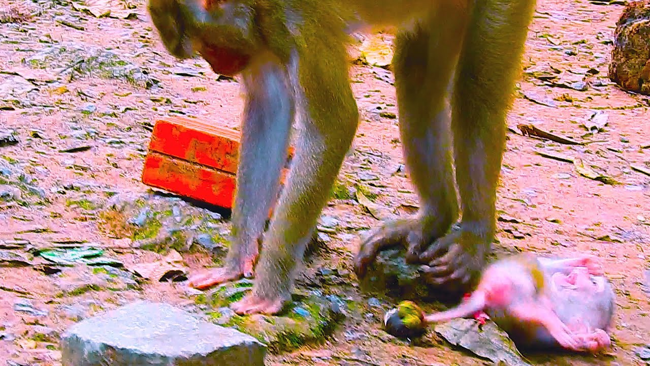 My goodness!! Leo was dazed and sitting in stupor for a few seconds ...