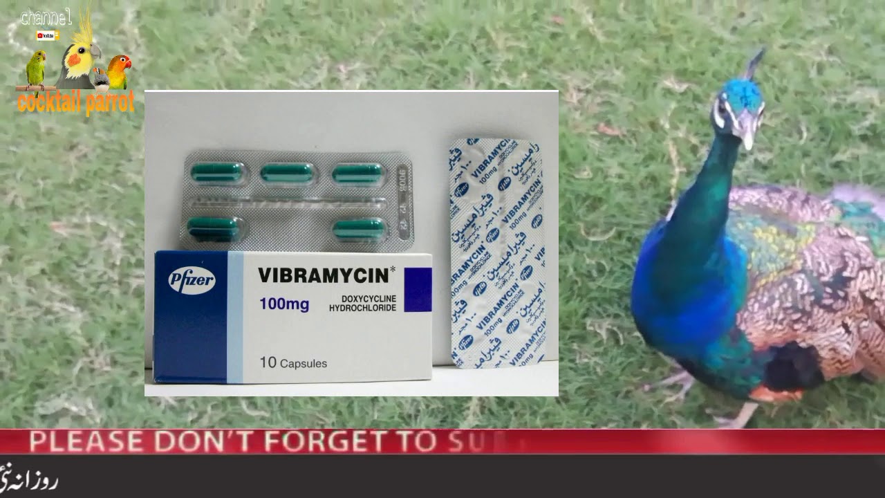 How to care peacock fast time - YouTube