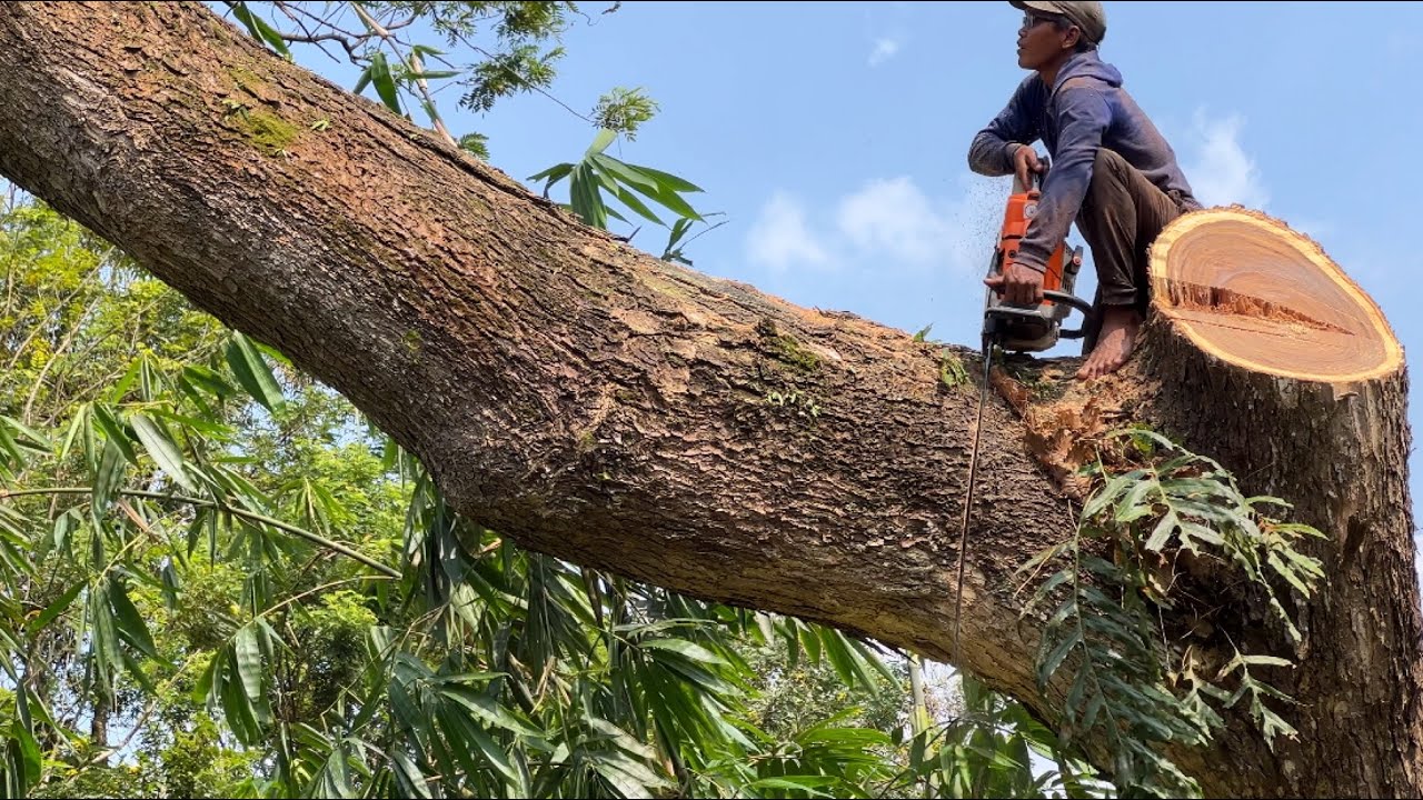 High risk... Cut the leaning tree !! - YouTube