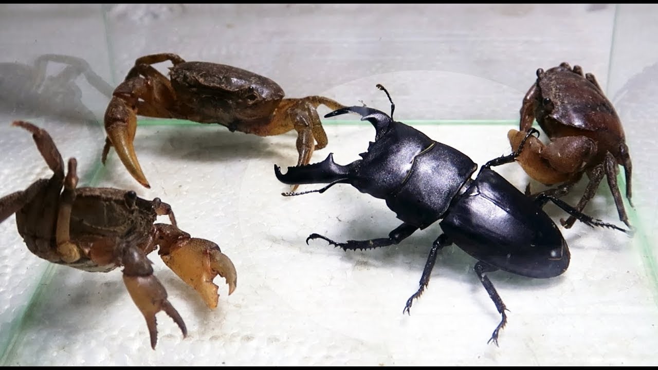 Black Titan Bug and 3 Crabs - King of Insects - YouTube
