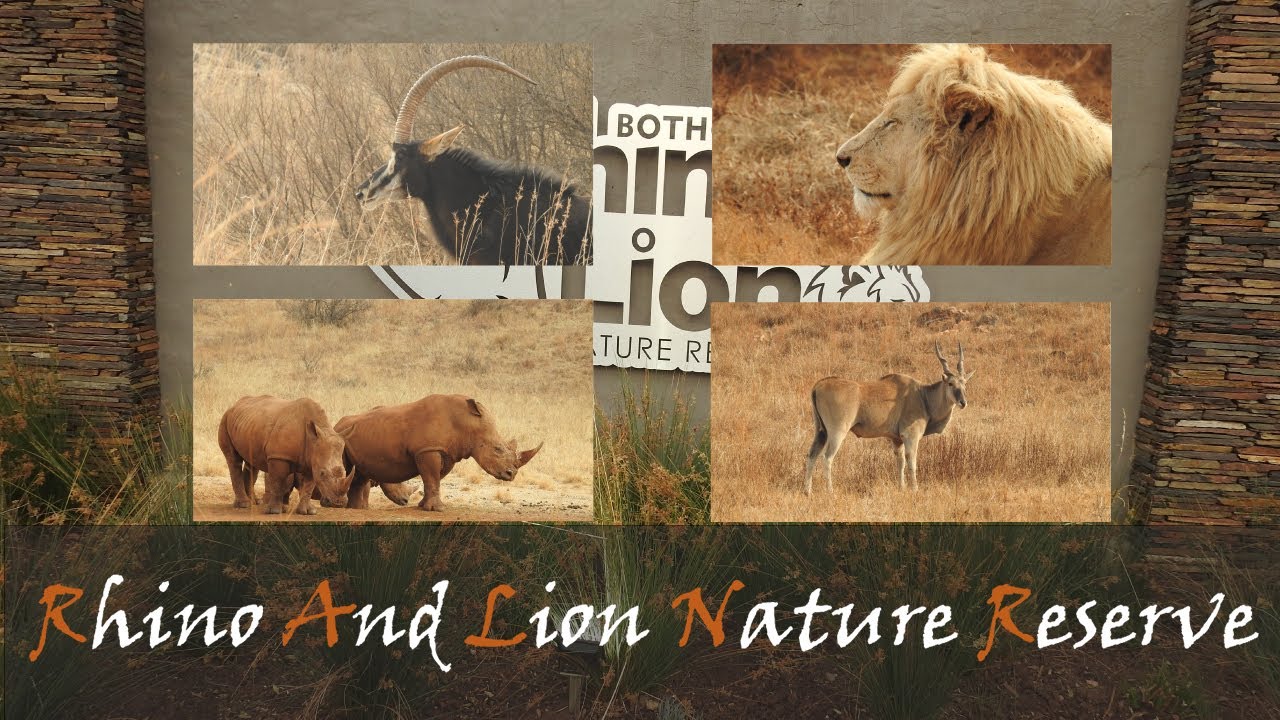 Bothongo Rhino & Lion Nature Reserve Wildlife Video - Animals & Birds ...