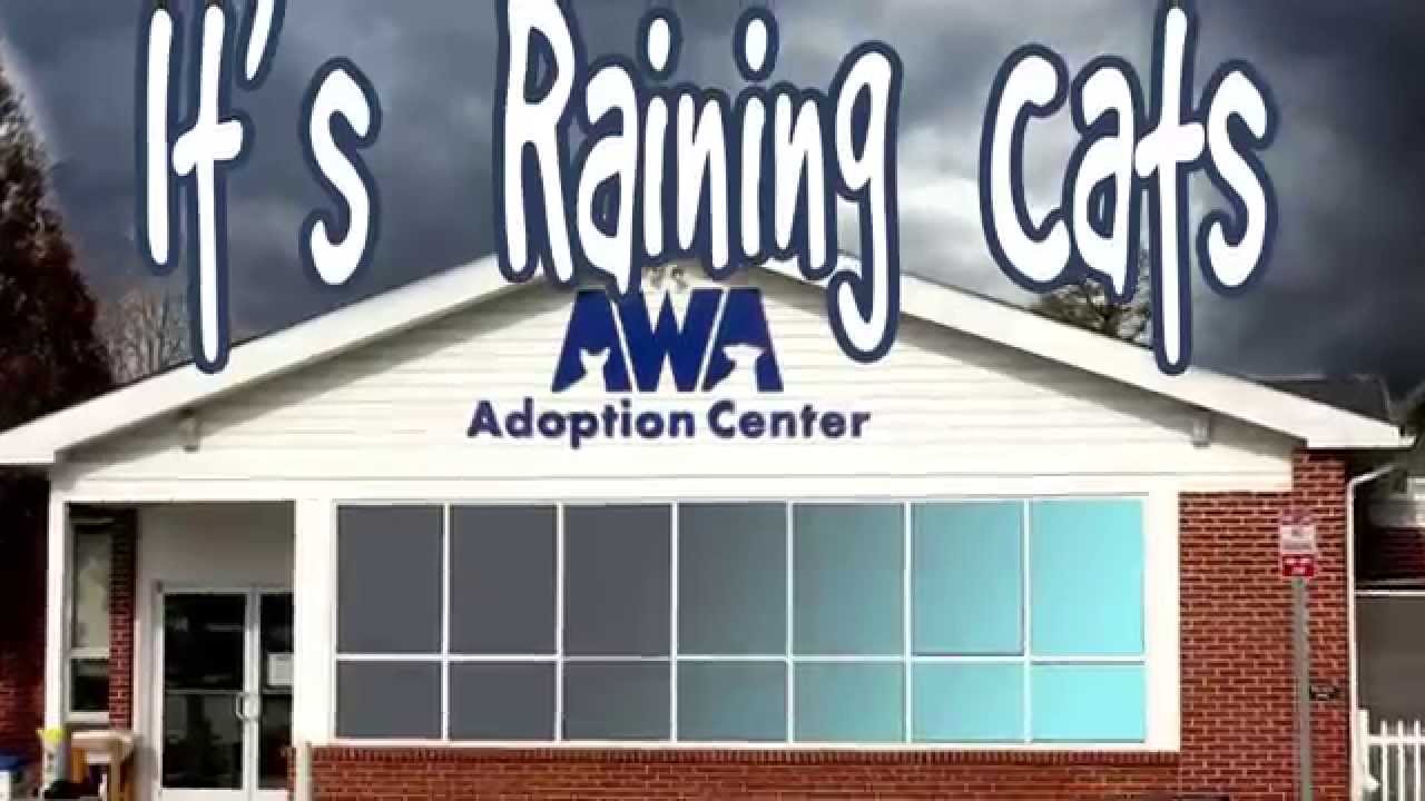 It's raining Cats at AWA - YouTube