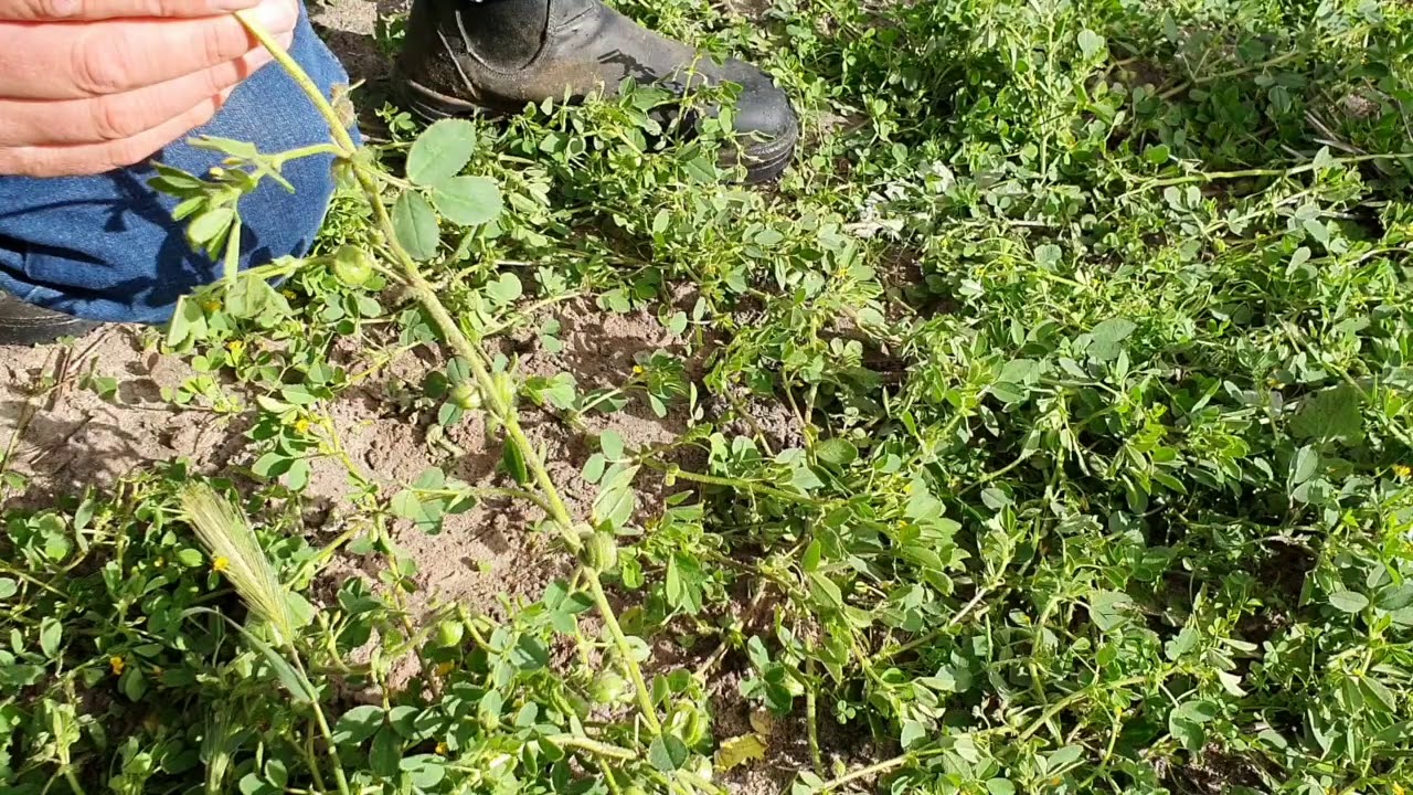 ASHEEP MLA Pasture Variety Trial - Snail Medic Snapshot - YouTube