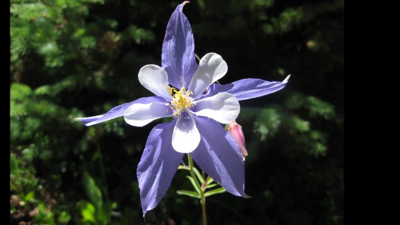 El parque nacional de las montañas rocallosas 2011 - YouTube