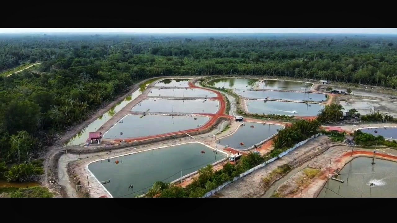 Exploring a prawn farm in Malacca [4K] - YouTube