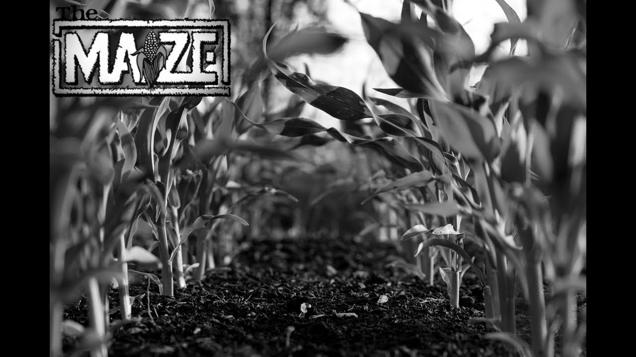 Sentient Corn? [Maize] - YouTube
