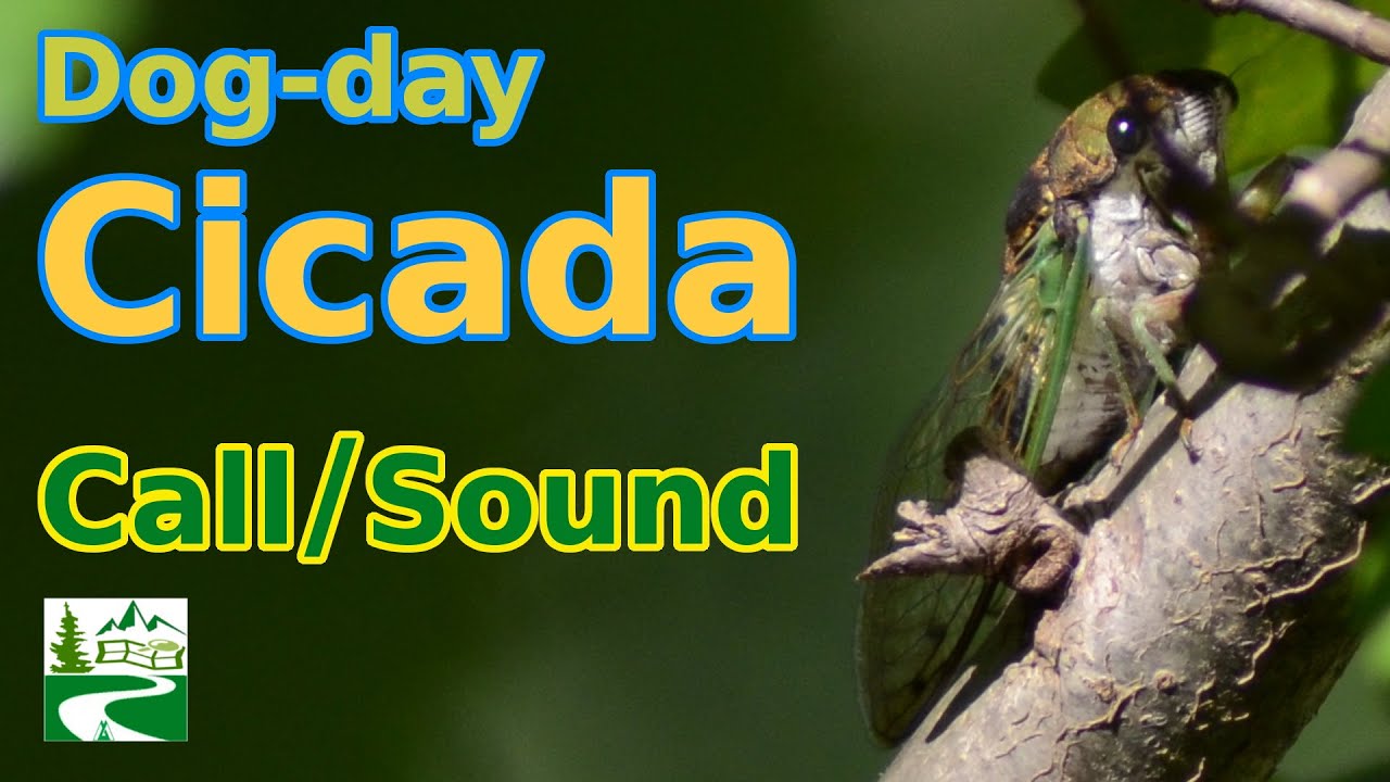 Cicada sound / call / noise | Dog day - YouTube