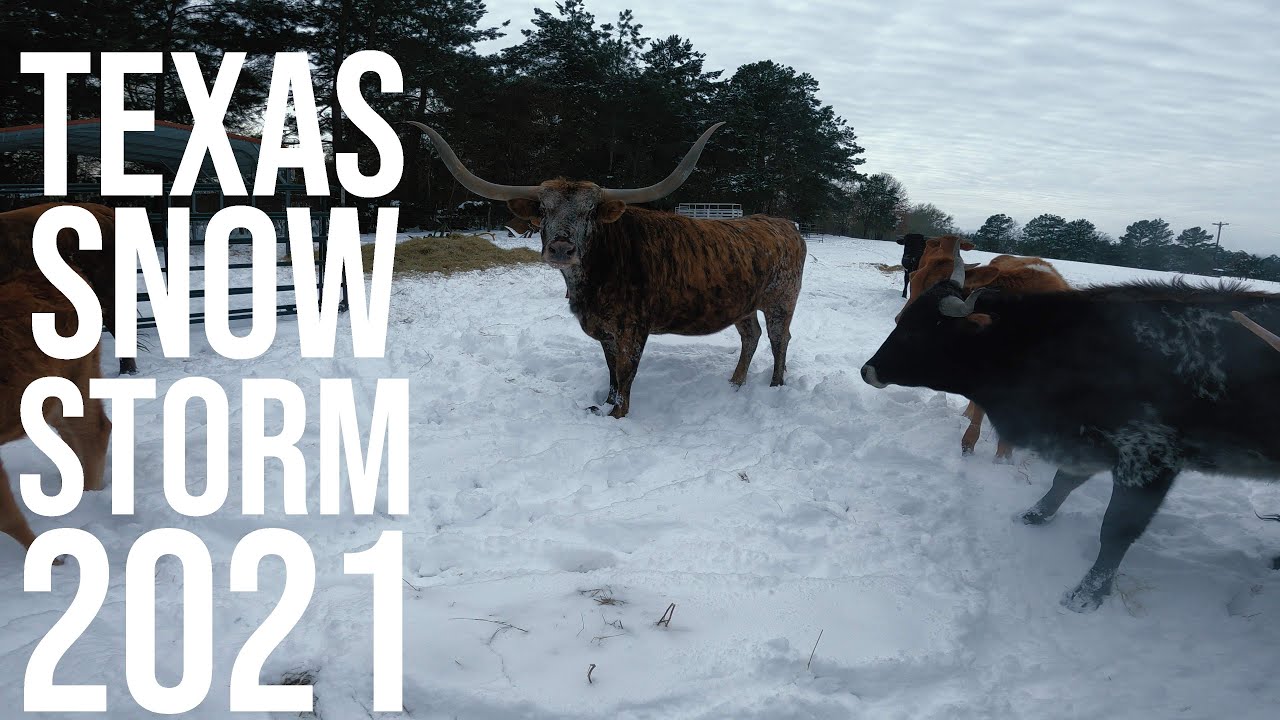 Texas Snow Storm 2021/ Saving Our Neighbors cows from Dehydration ...