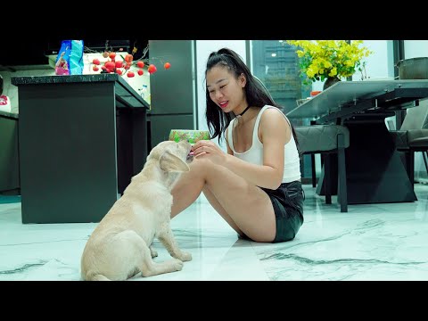 Susu Vlog - Take care of my new friend - Labrador Retriever