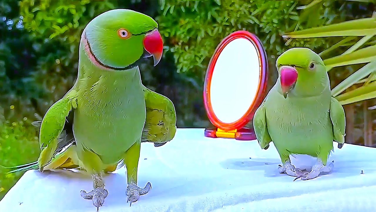 Funny Parrot Talking Video - YouTube